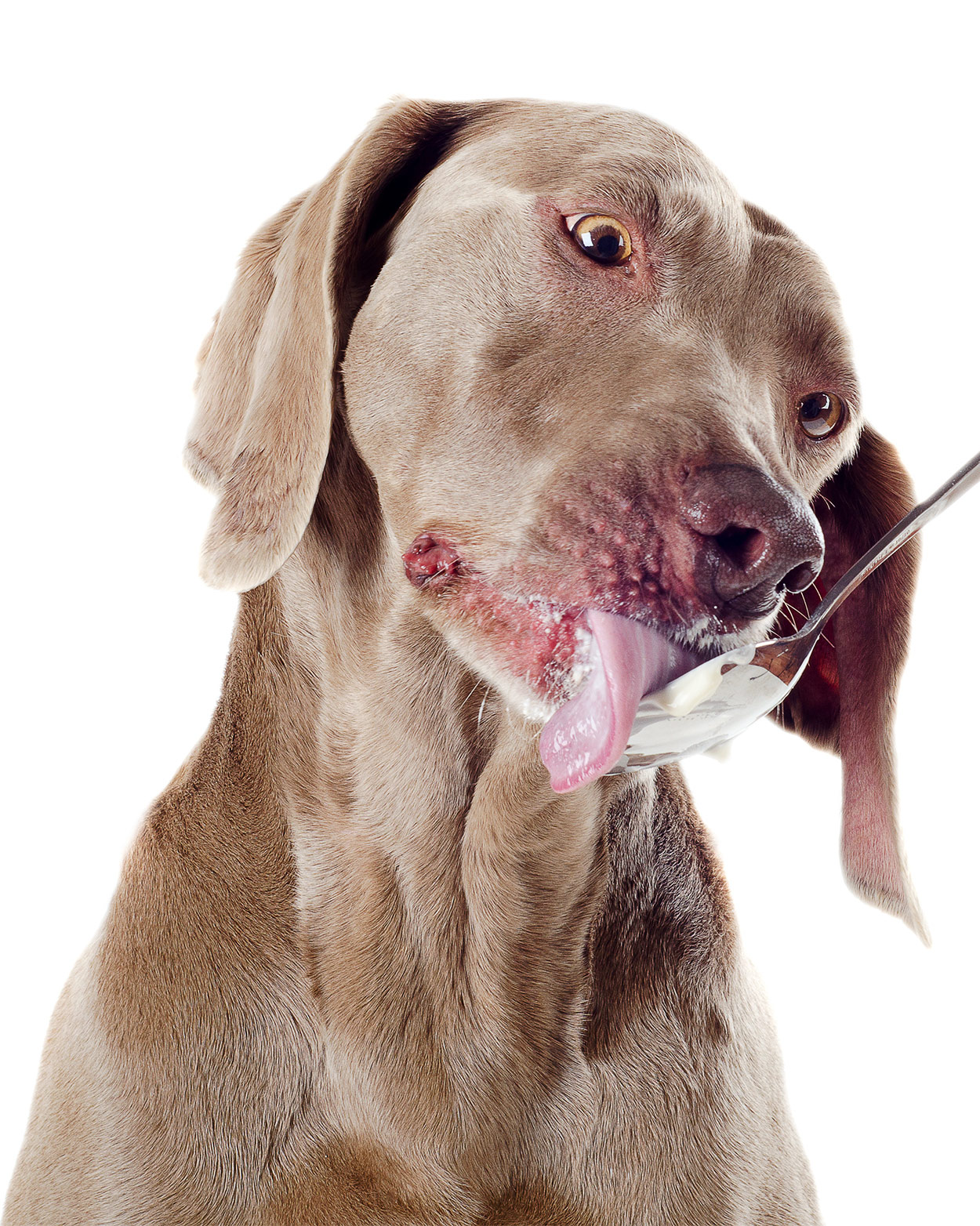 Can Dogs Eat Mayonnaise With Their Meals Too Can Dogs Eat Mayonnaise With Their Meals Too