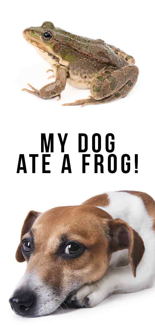 Help My Dog Ate A Frog And I Don t Know What To Do Help My Dog Ate A Frog And I Don t Know What To Do