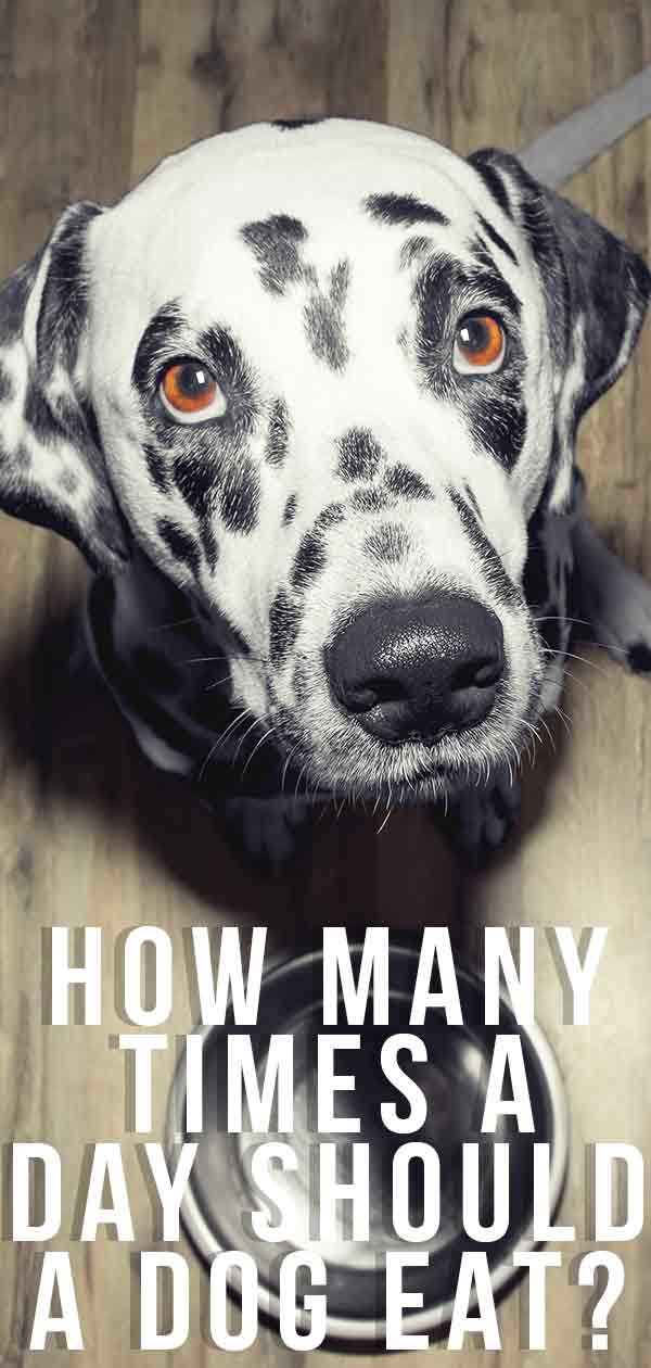 How Many Times A Day Should A Dog Eat A Meal 