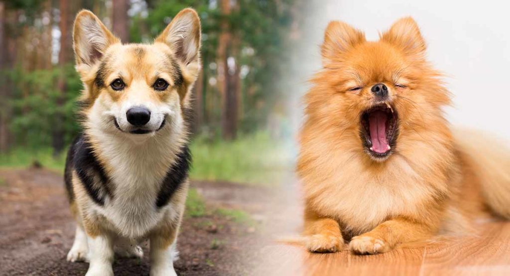Corgi Pomeranian Mix - Un guide complet de cette race pelucheuse ...
