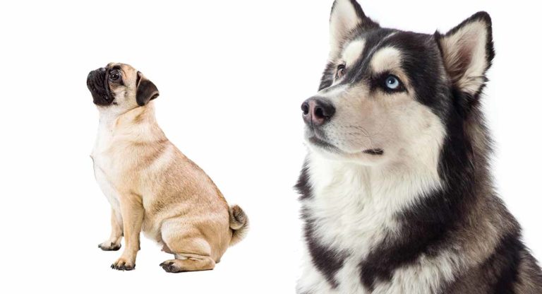 Husky Pug Mix: Where Athletic Meets Laid Back