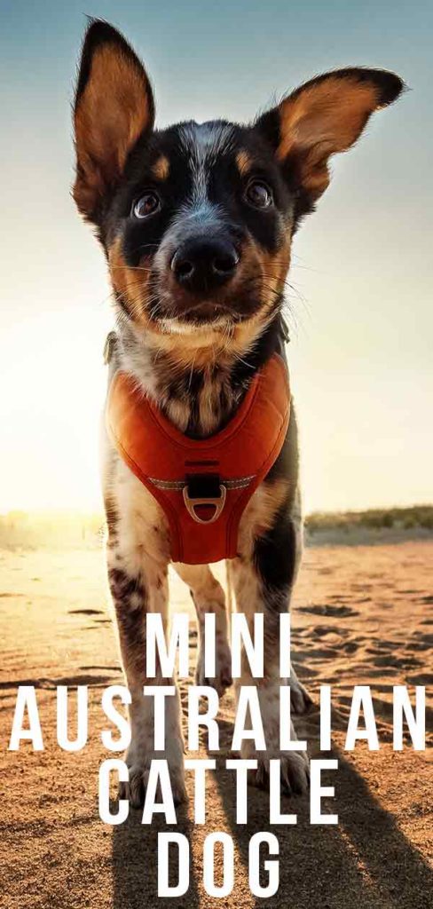 Mini Australian Cattle Dog - Your Favorite Pup in a Tiny Package | Aranjuez
