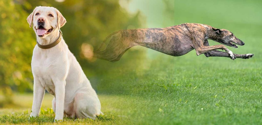Greyhound Lab Mix - Companion blajin, energic | Micro Blogs