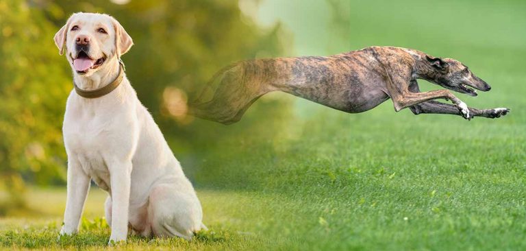 Greyhound Lab Mix - Companion blajin, energic | Micro Blogs
