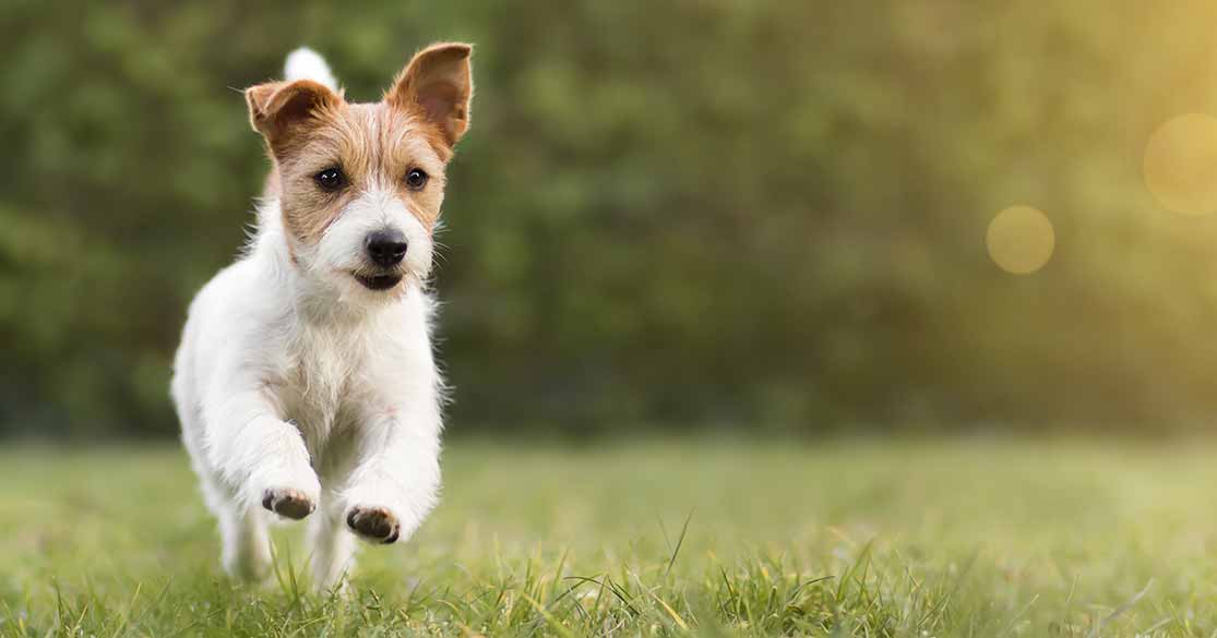 How To Change Your Cue - dogsnet.com