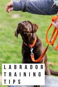Labrador Training Tips - 15 Awesome Ways To Make Training Fun Again