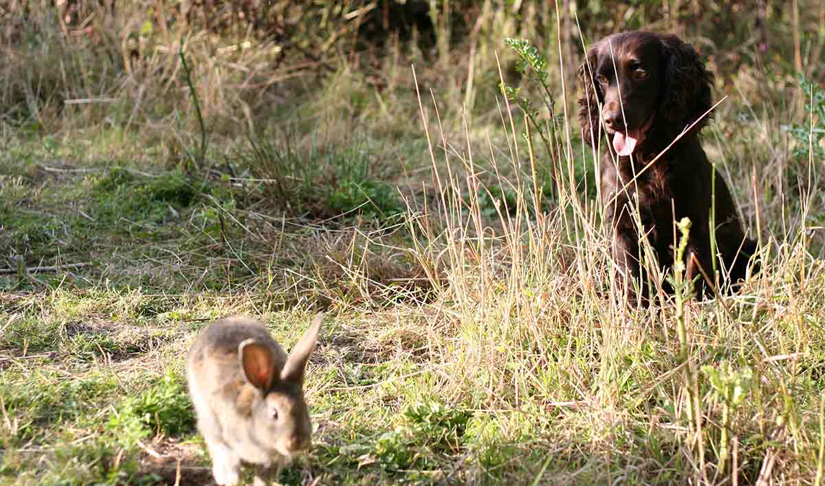 The Working Cocker Spaniel