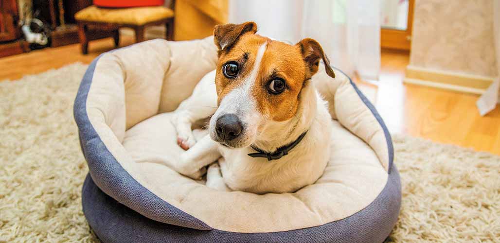 How To Help A Nervous Dog Relax: The Quick Fixes And Lasting Solutions