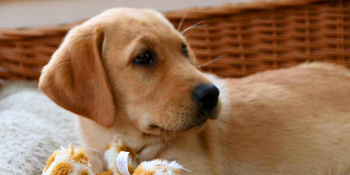 How Well Do You Really Understand Your Dog?