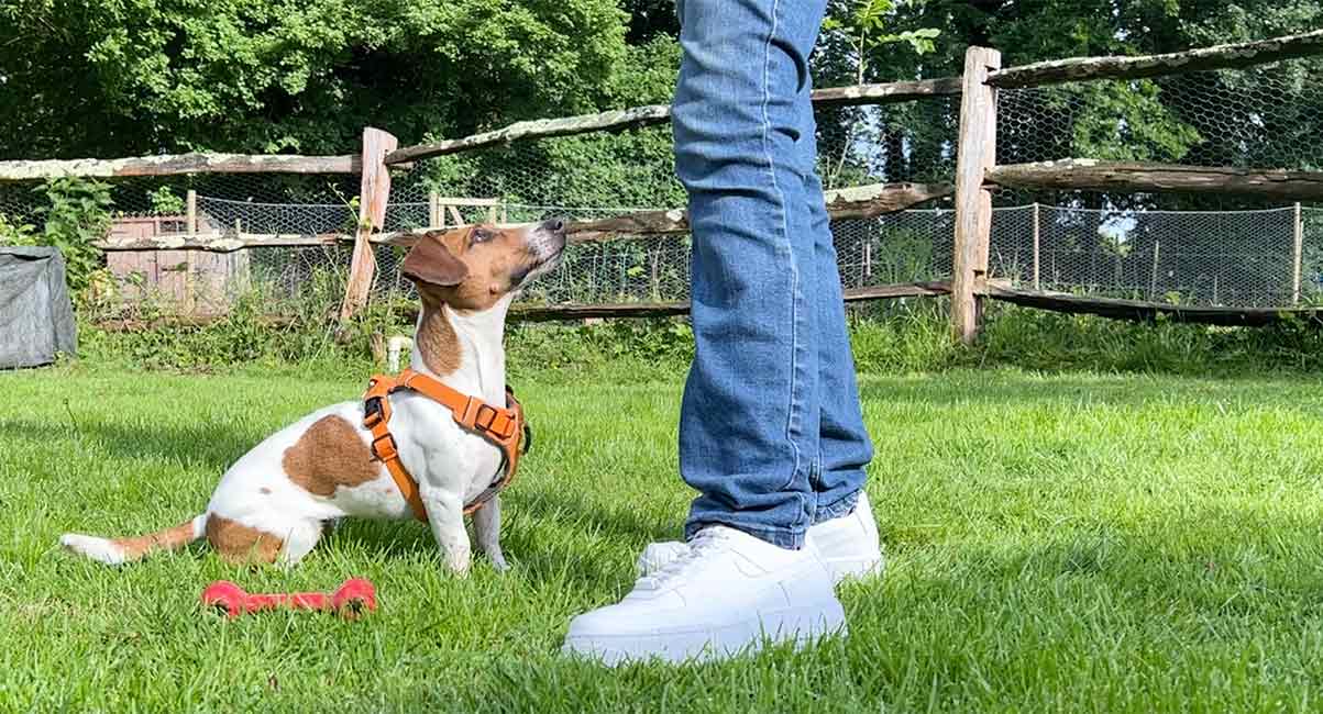 Clicker Training: A Promise To Your Dog - dogsnet.com