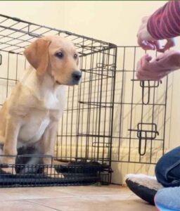 Hand Feeding Your Dog - When, Why And How To Do It - dogsnet.com