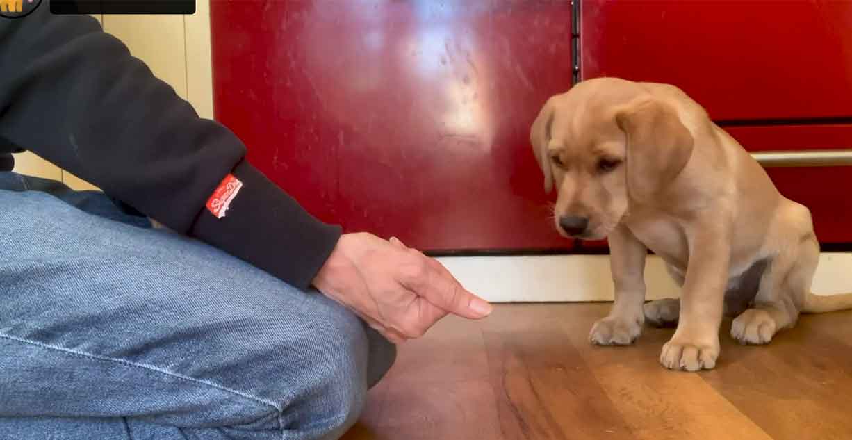 Choosing Games: Changing Dog Behavior One Step At A Time