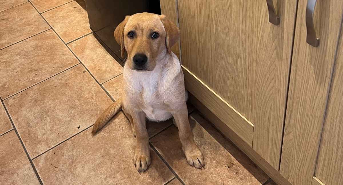 Time Out - Does It Work, And Will It Change My Dog’s Behavior ...