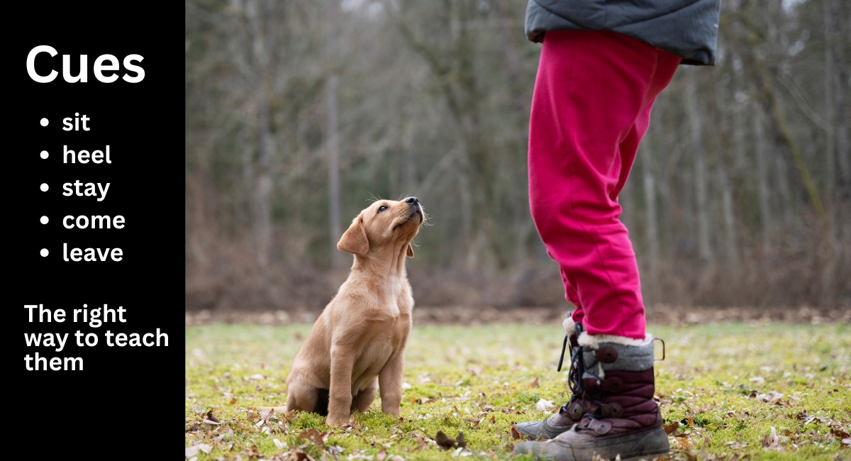 Cues And Commands: Be Careful What You Label - dogsnet.com